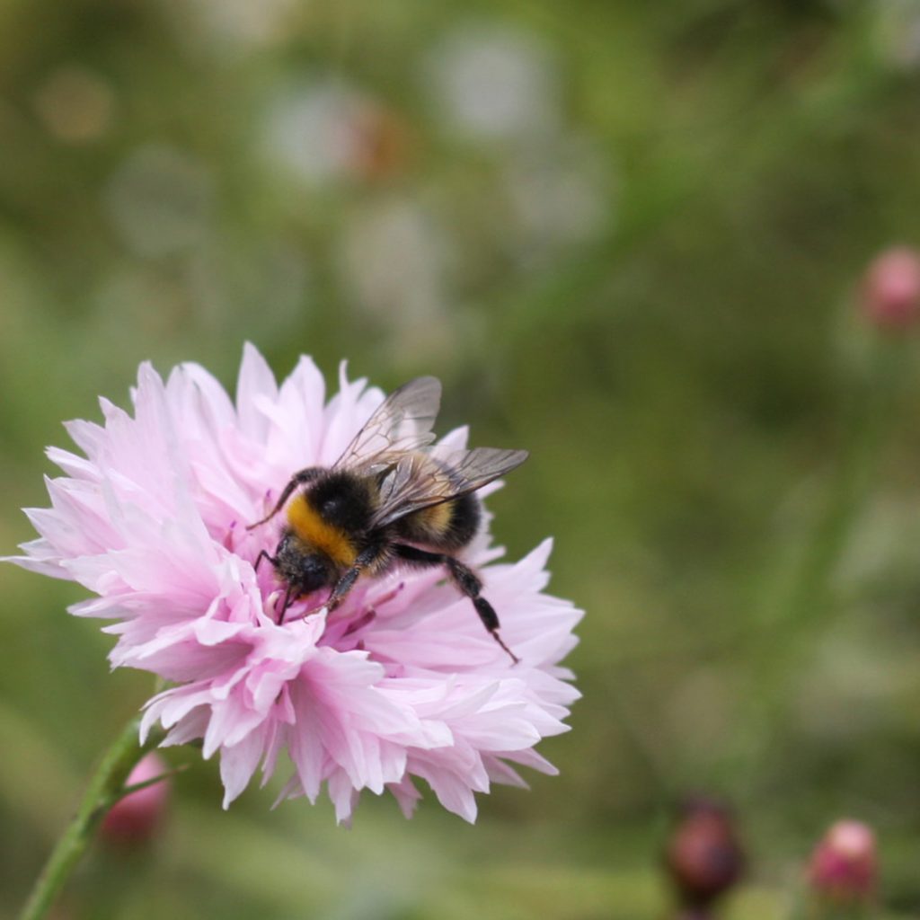The Victorian Apiary