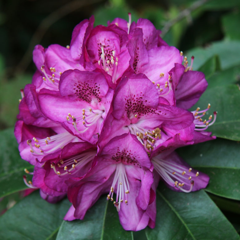Rhododendron