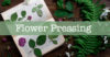 Pressing flowers - a quintessential Victorian pastime